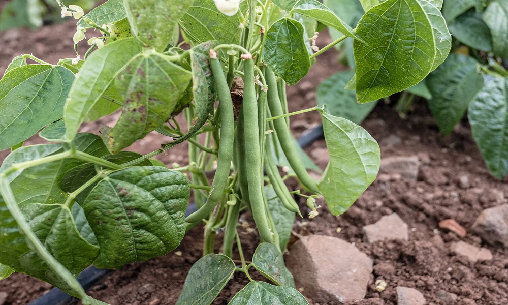 5 Reasons Why You Should Enroll for a French Beans Farming course ...