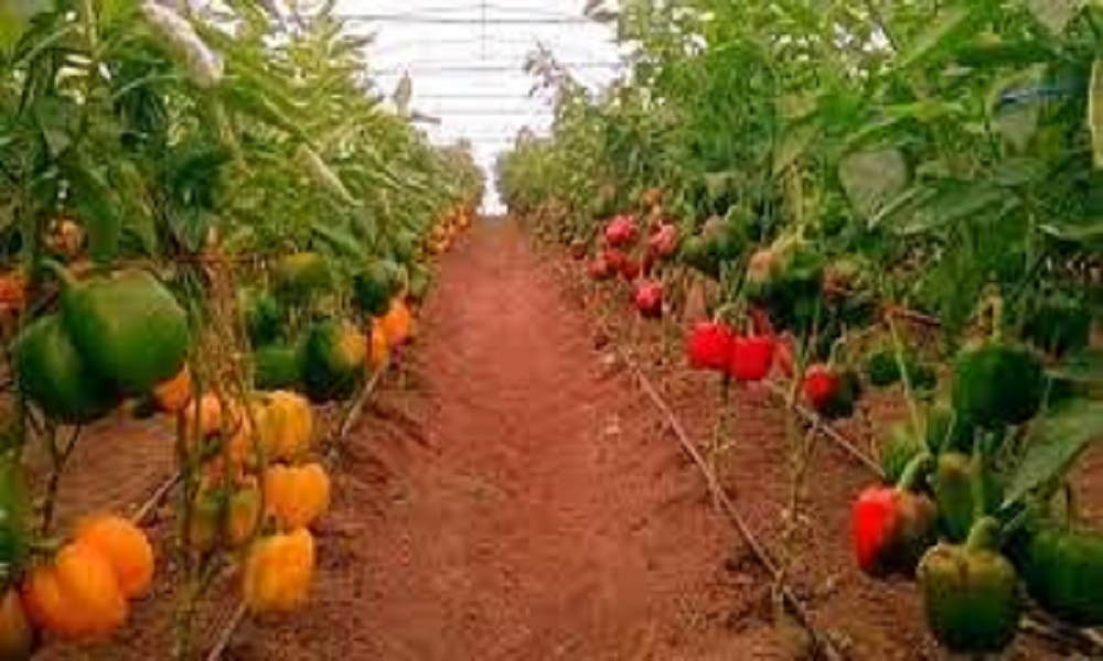 5 Reasons Why You Should Enroll for the Course Capsicum Farming ...