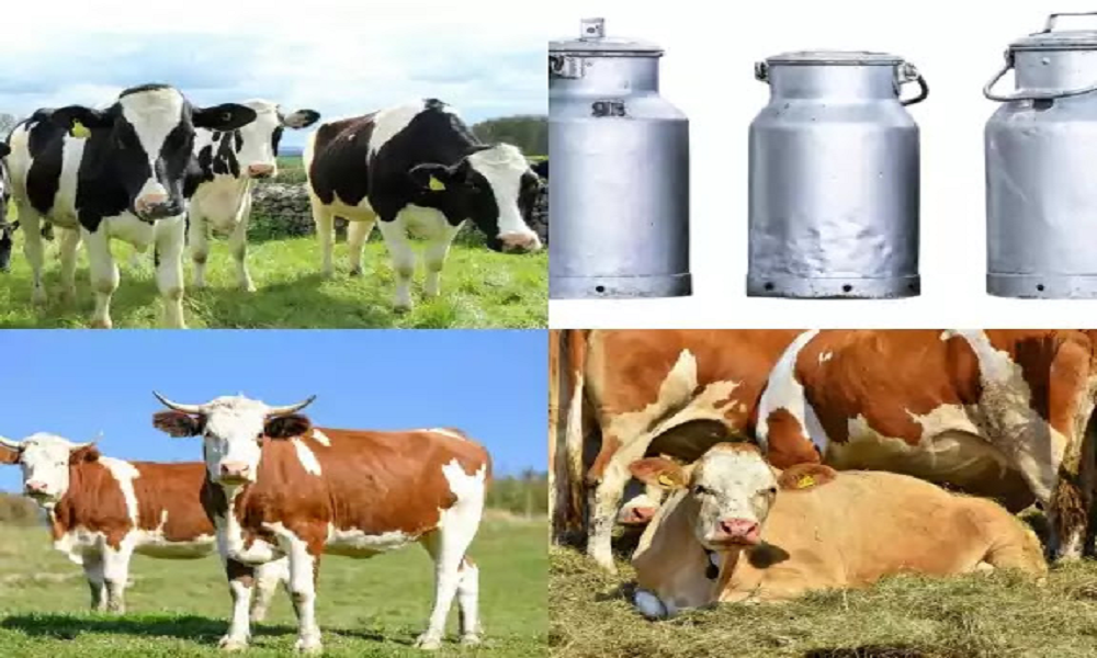 The Benefits of Dairy Cow Farming - Finstock Evarsity Resources