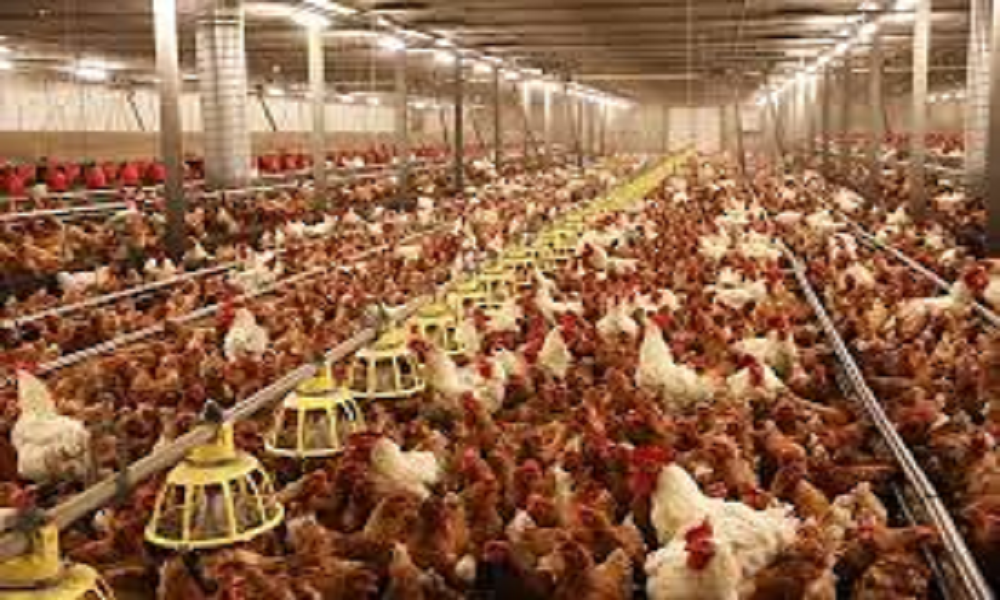 Three Modern Trends in Rearing Chickens - Finstock Evarsity Resources