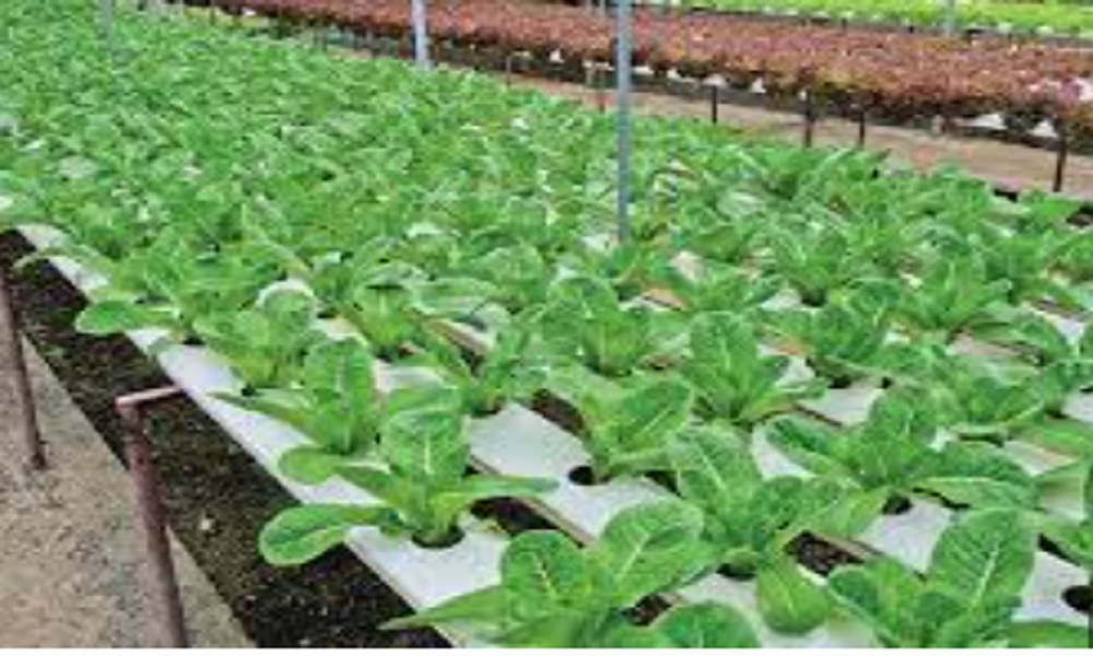 Aquaponics and Hydroponics: The Future of Soil-less Farming - Finstock ...