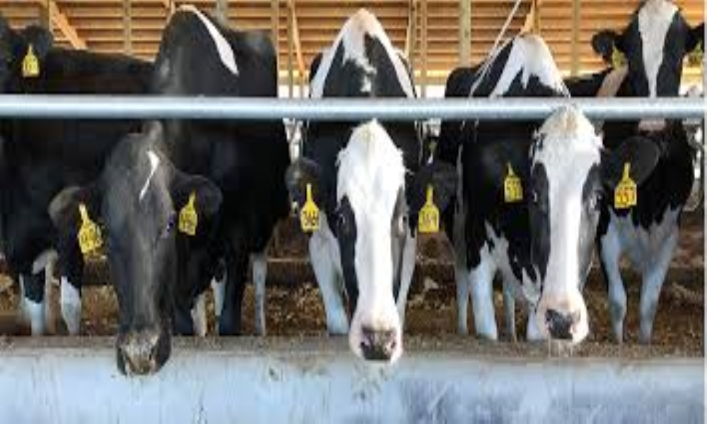 Dairy Farming Course at Finstock Evarsity: Start Your Agribusiness ...